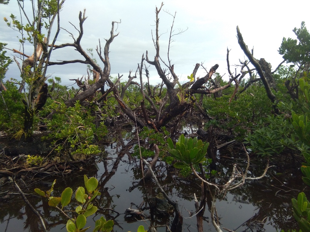 9-11 January 2018, Mangrove sampling in Salcedo, Samar (sites damaged ...