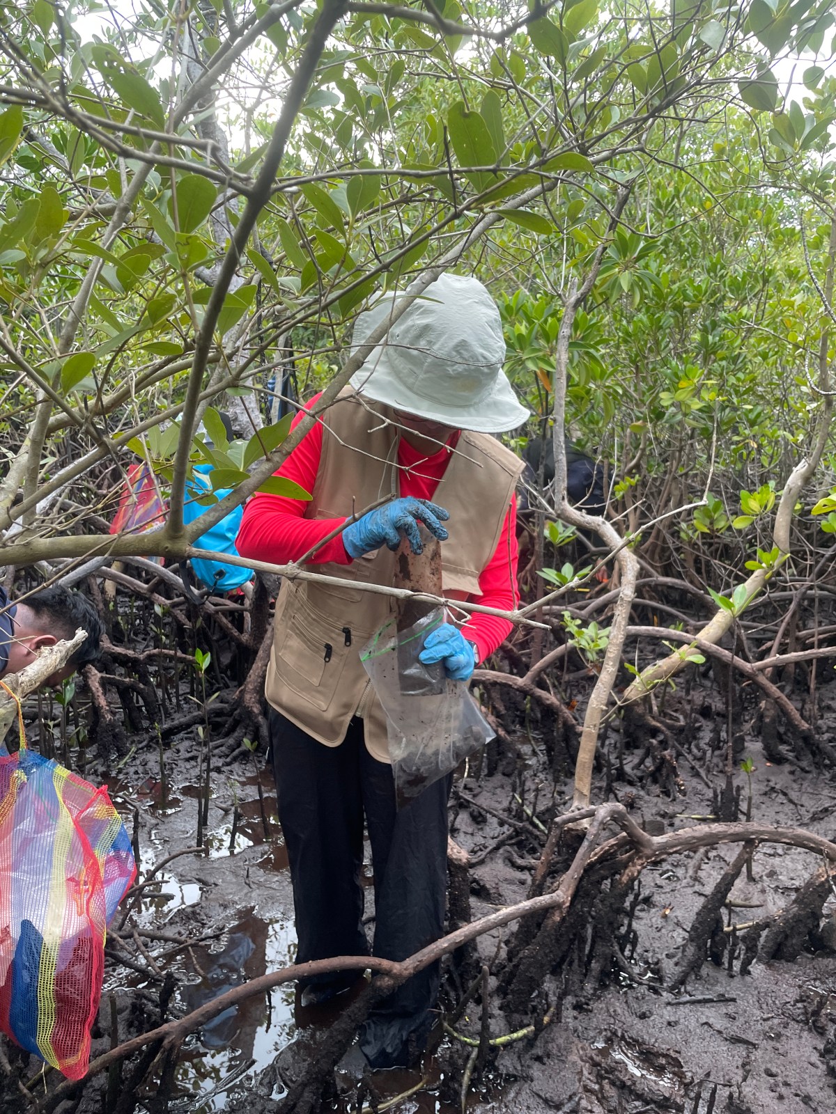 Studying the mangrove soils of Prieto Diaz, Sorsogon – Mangrove Ecology