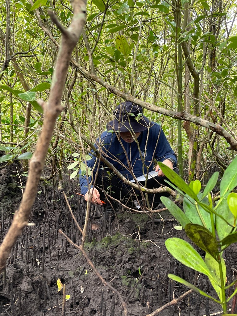Studying the mangrove soils of Prieto Diaz, Sorsogon – Mangrove Ecology