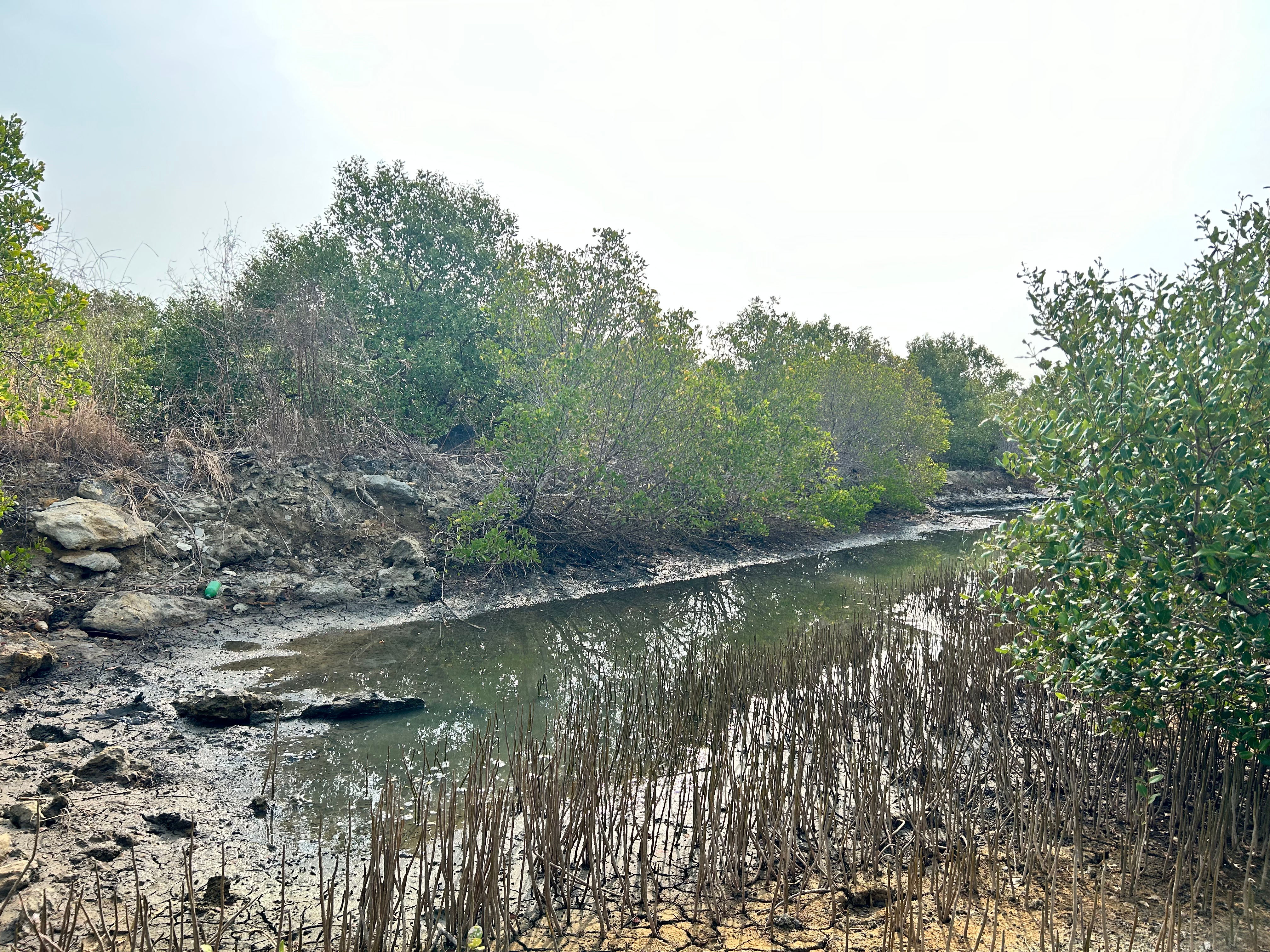MANGROVES BLUE CaP: Assessing Mangrove and Seagrass Ecosystem’s Blue ...