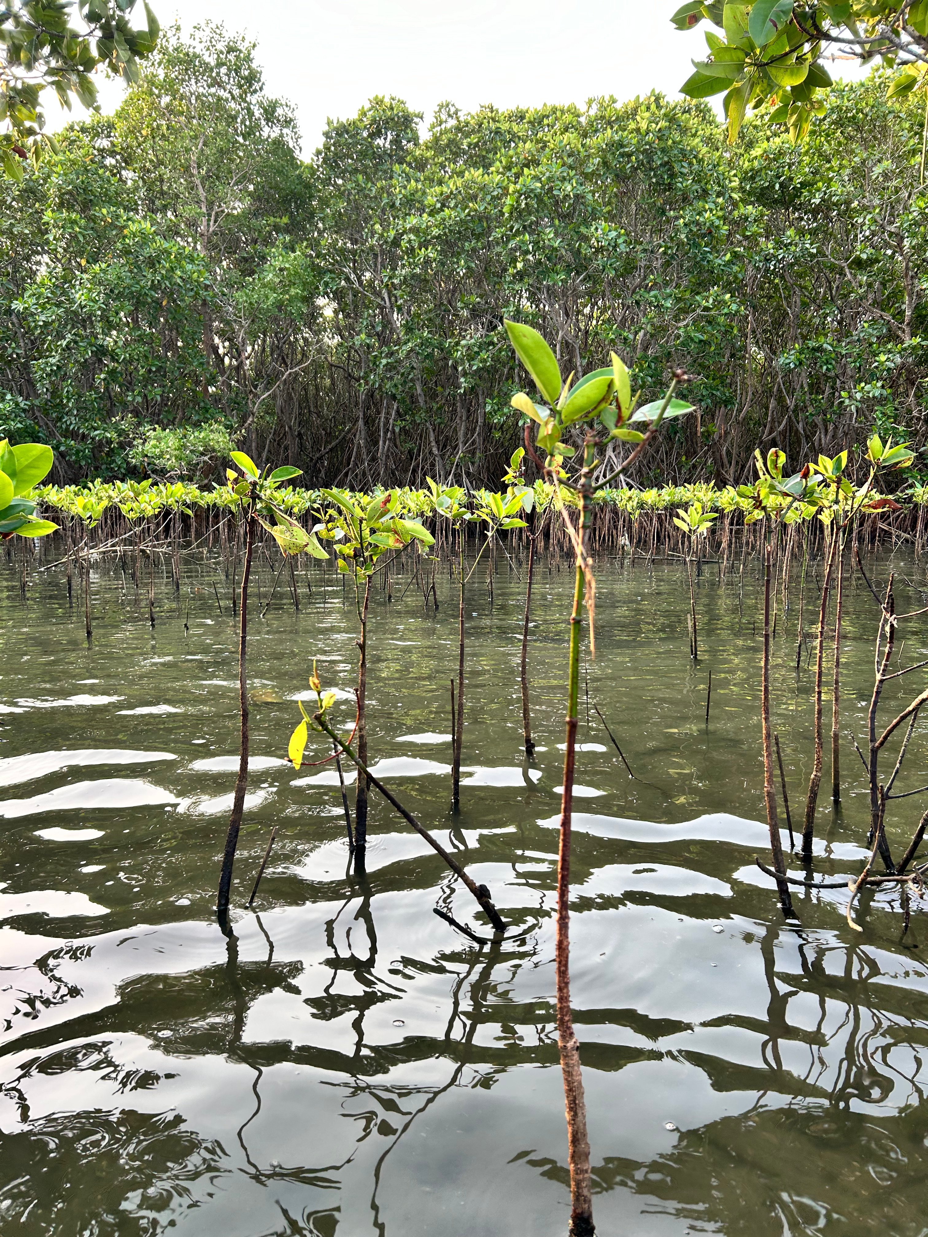 MANGROVES BLUE CaP: Assessing Mangrove and Seagrass Ecosystem’s Blue ...